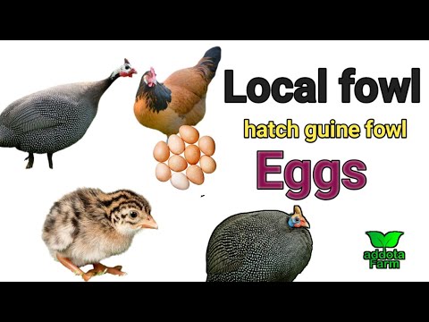 How to Hatch your Guinea fowl Eggs using a local Hen Addota farm - YouTube