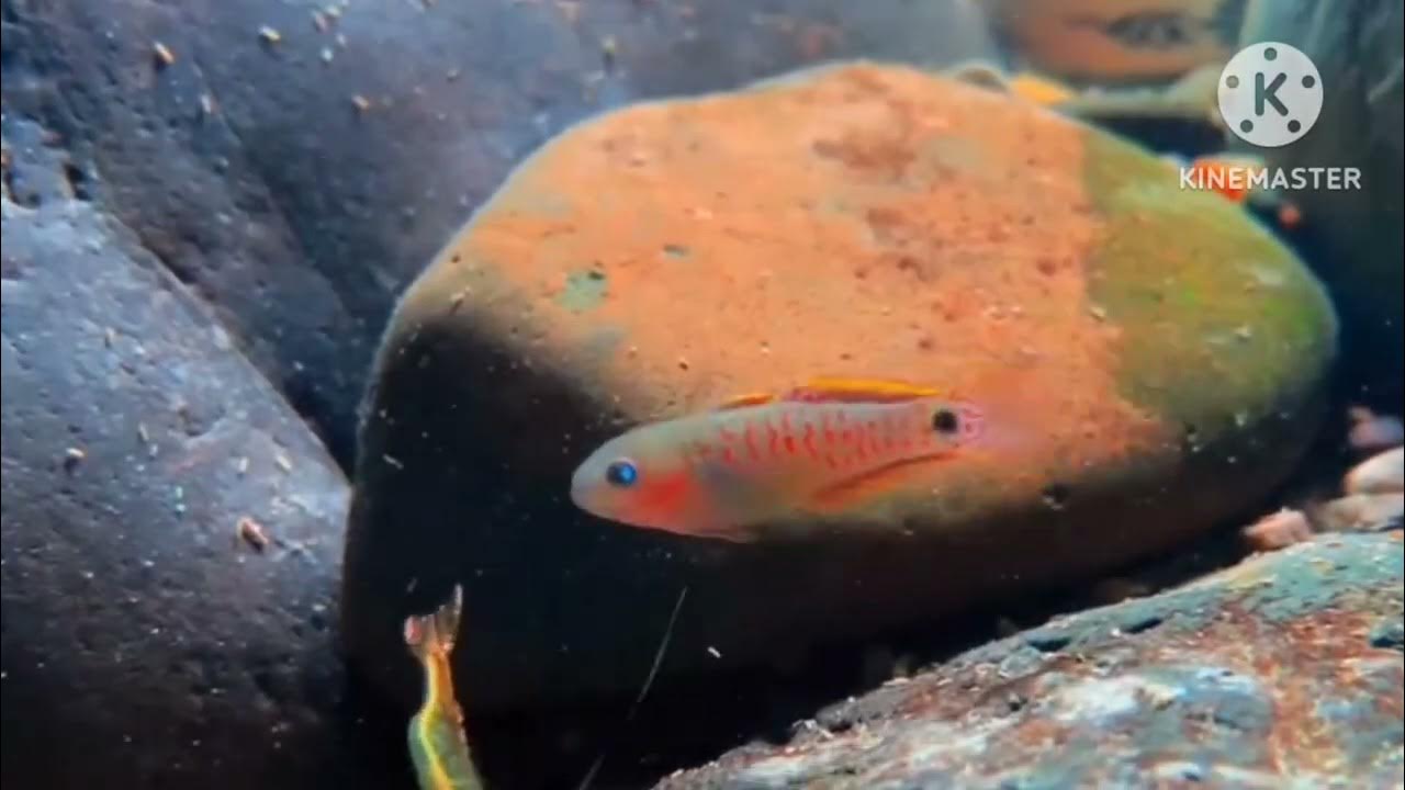 tổng hợp loài cá bống #cá cảnh #cá bong#tê giác #môi đỏ # tập 34 - YouTube