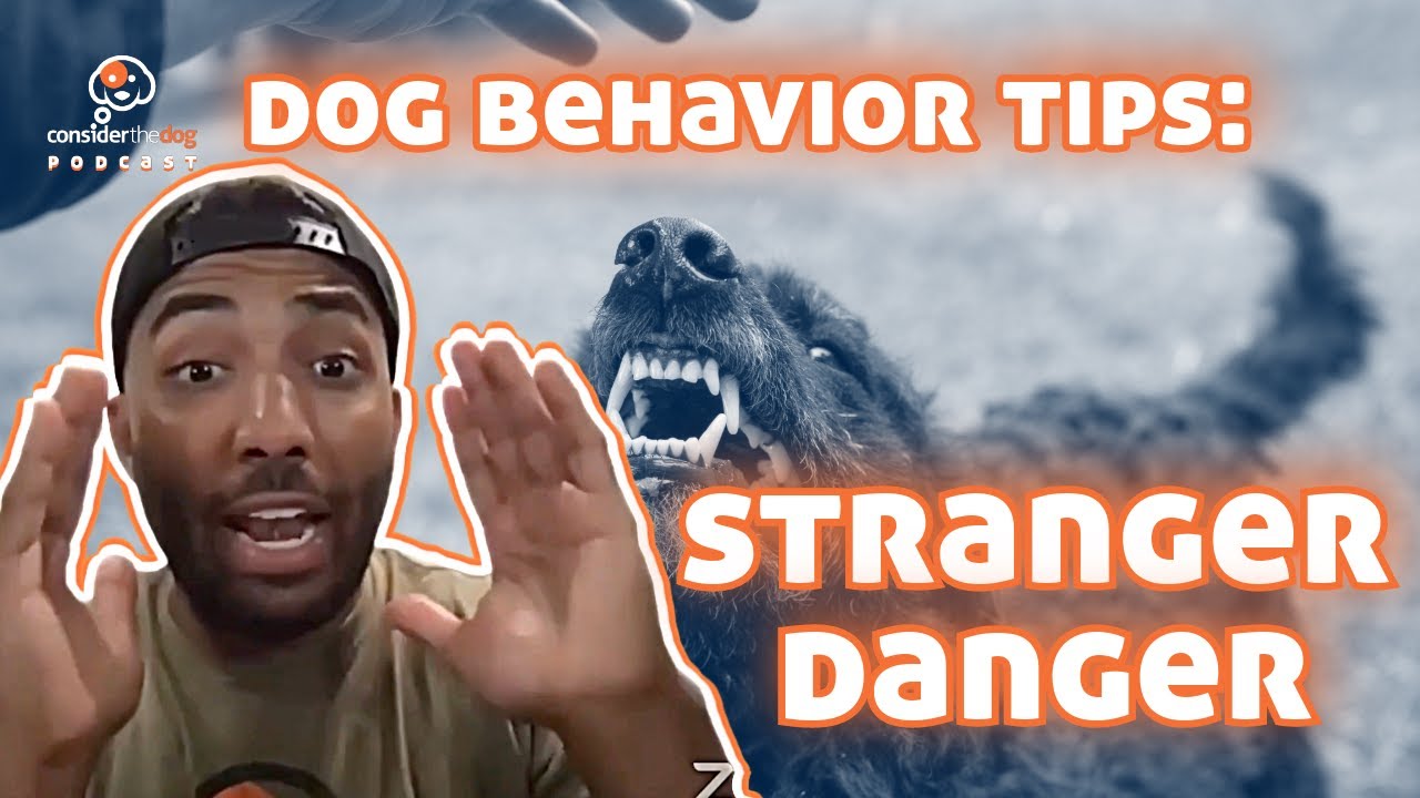 How to Help a Dog With "Stranger Danger" - YouTube