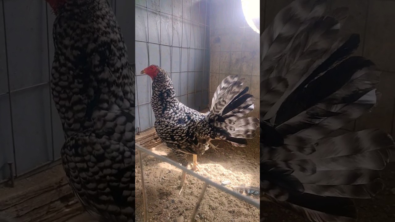 Gallino Bulico 🇮🇹🔥 - YouTube