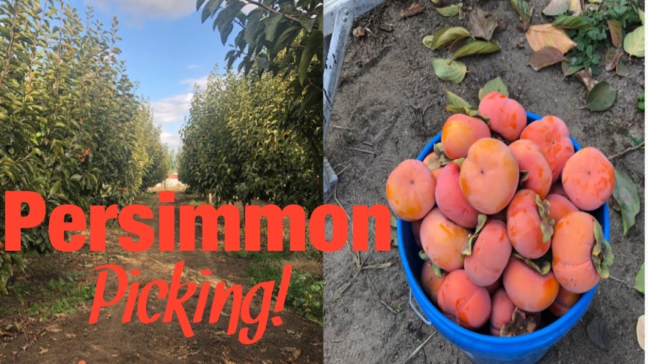 Persimmon picking! - YouTube