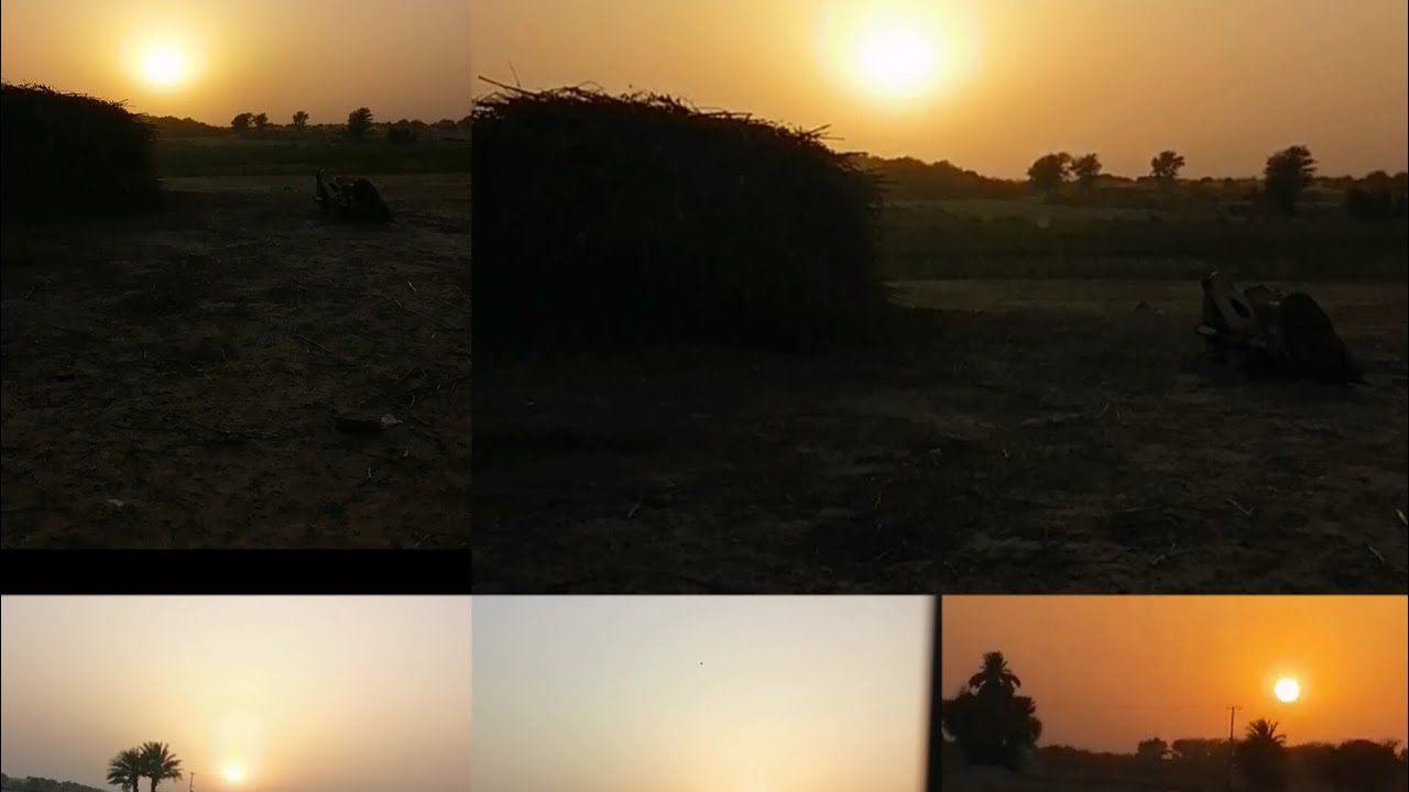 Field sunset view👌 ️ sunset view at farm house village sunset short ...