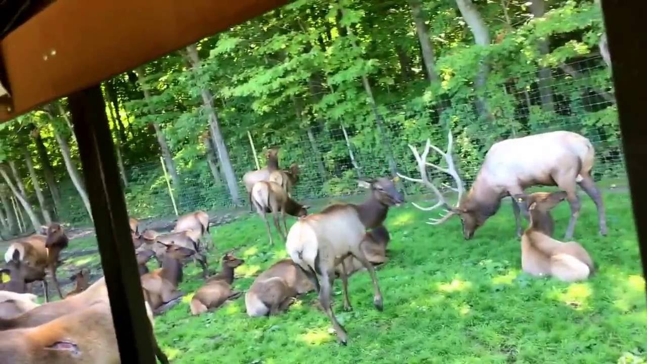 Hidden valley animals adventure - YouTube