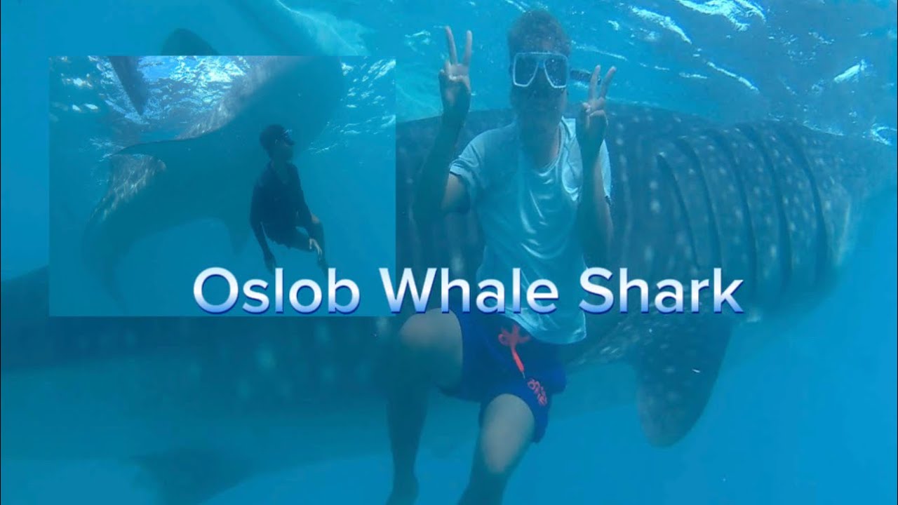 Whale Shark Oslob Cebu / Butanding - YouTube