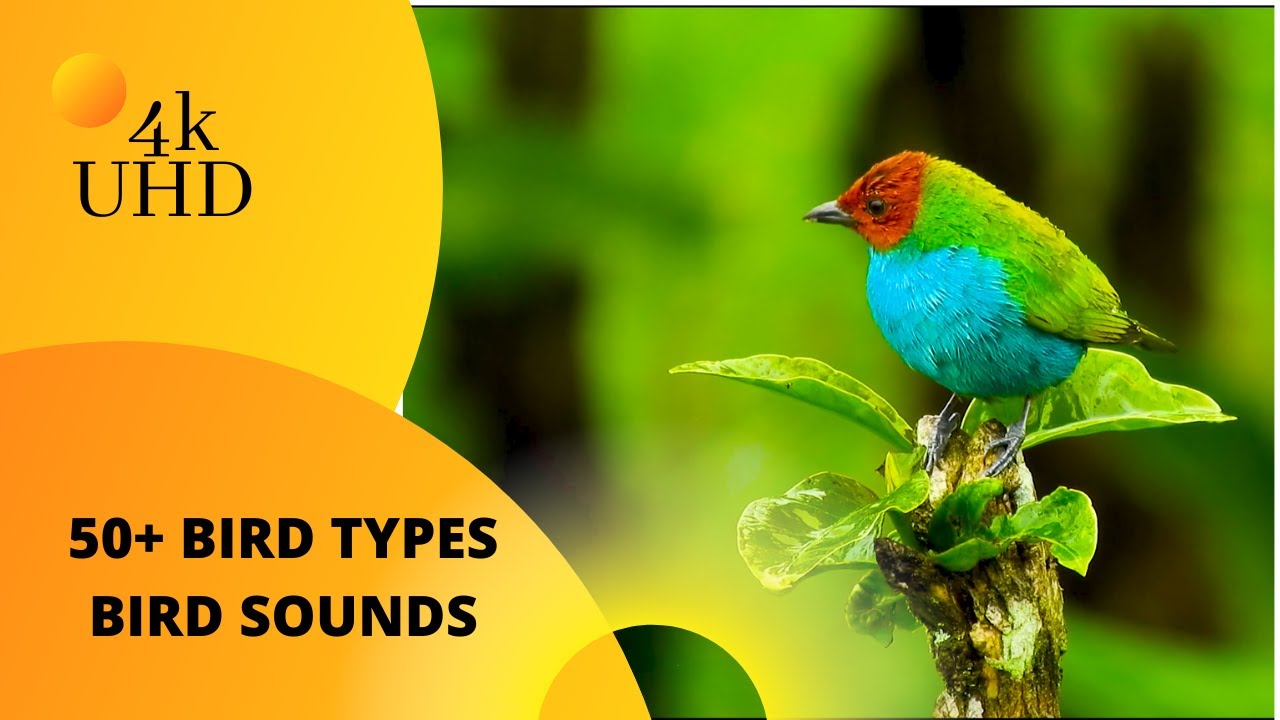 birds sound , 50+ bird species 4k UHD invite your kids and cats - YouTube