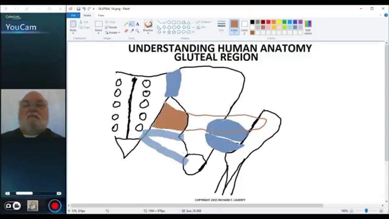 UNDERSTANDING HUMAN ANATOMY-LOWER EXTREMITY GLUTEAL REGION PART 1 - YouTube