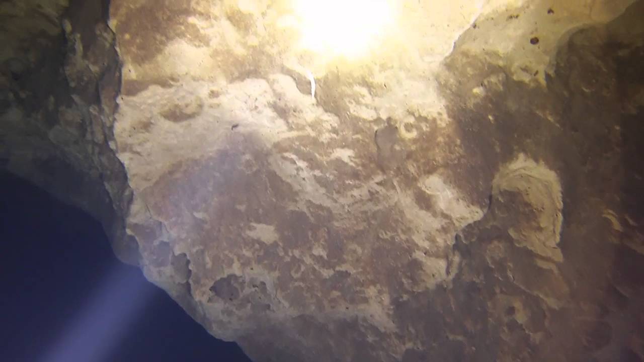 Georgia Blind Cave Salamanders - YouTube