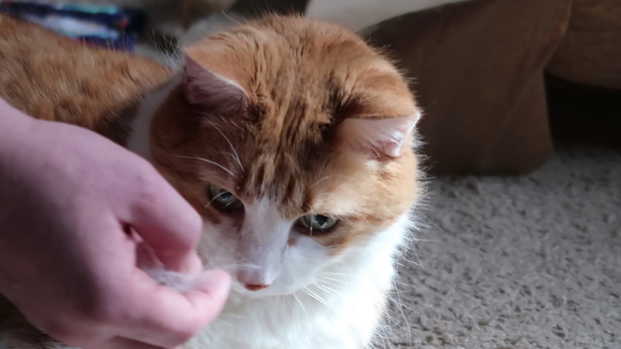 Cat Gets Preened By Human - YouTube