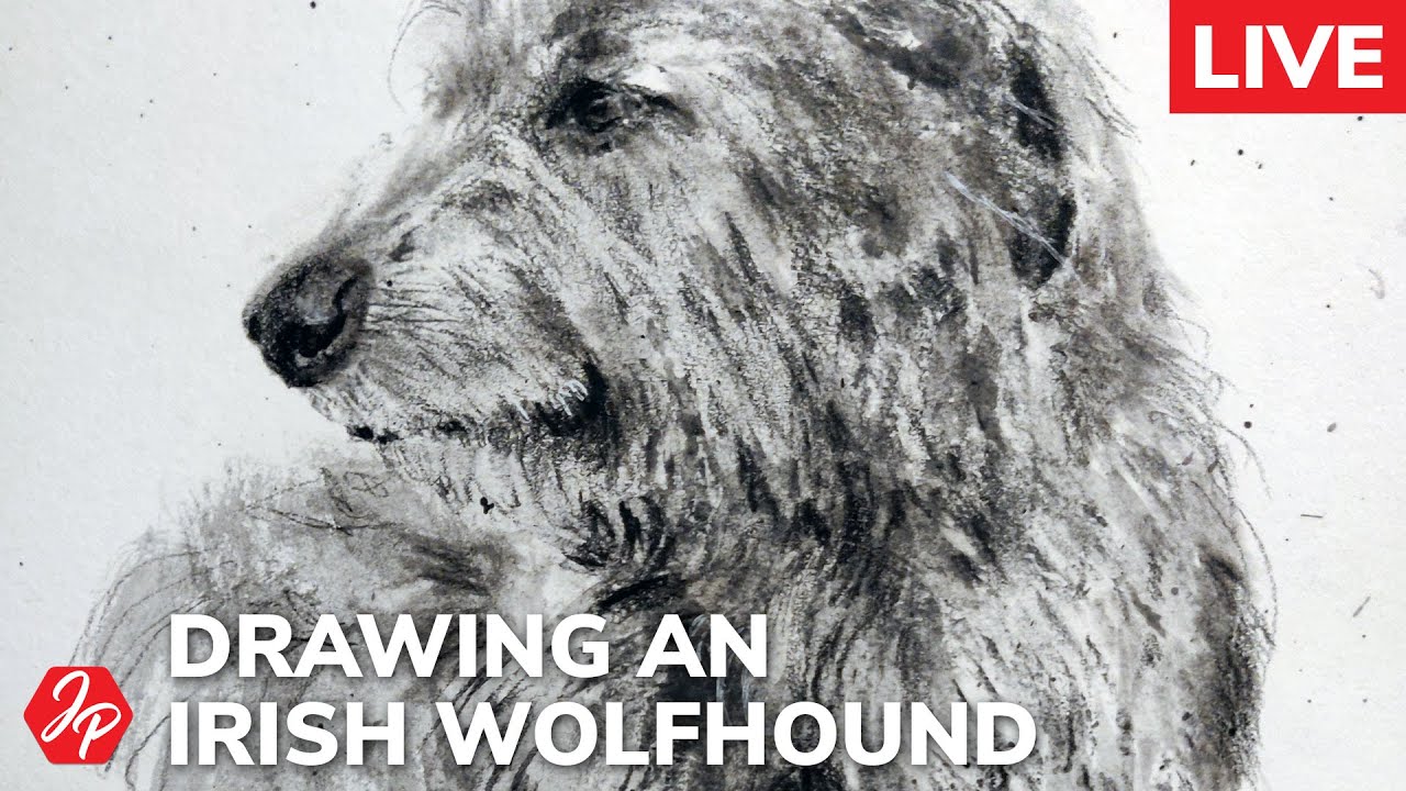 How to draw an Irish Wolfhound in charcoal - YouTube