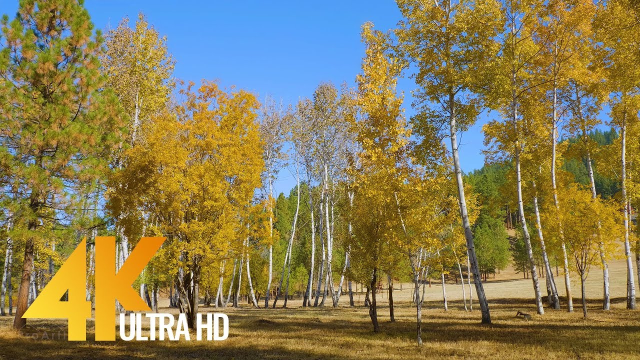 Fall Foliage Episode-1 | Beautifull Fall Leaf Colors & Relaxing Music ...