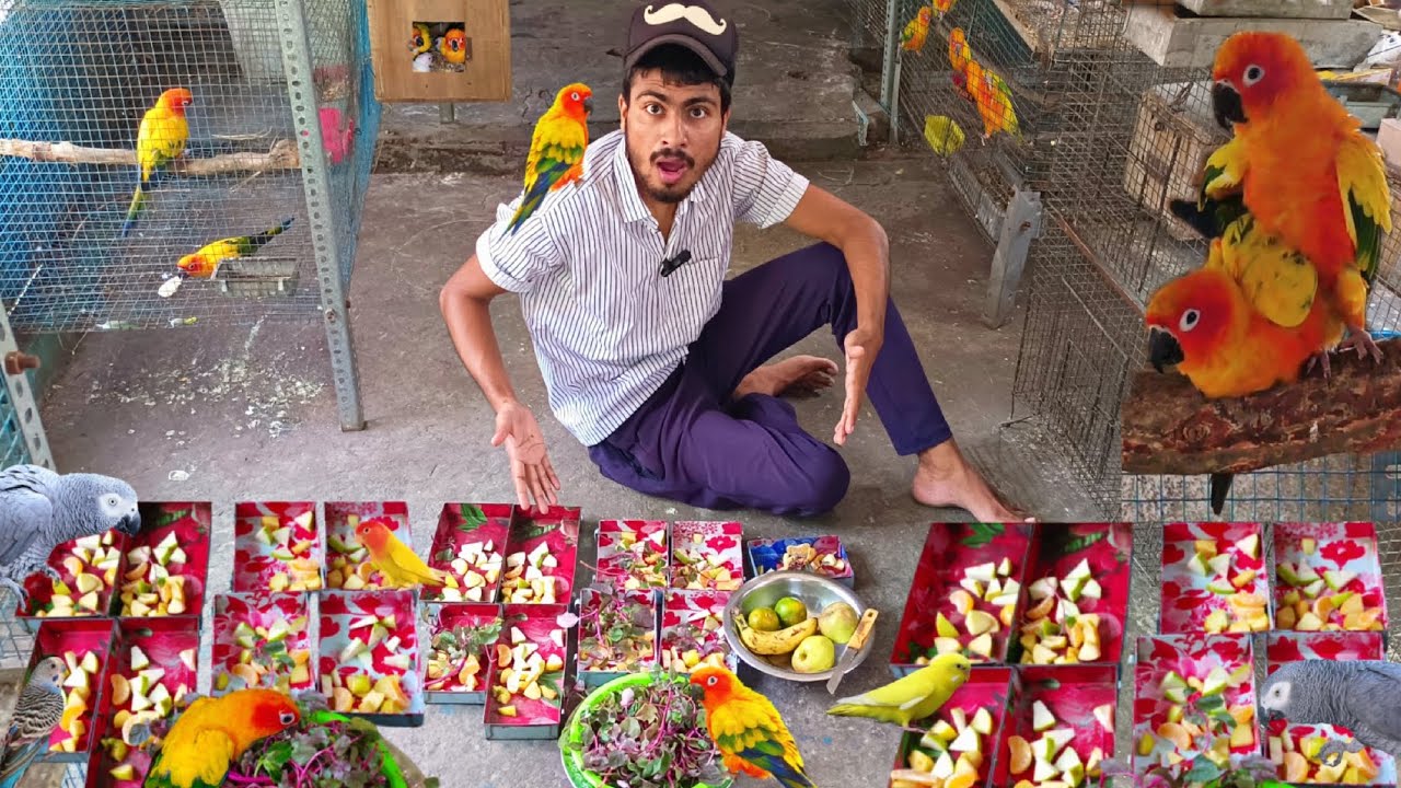 sun conure bird ko konsa fruit Dena chaye/How to use fruit and ...