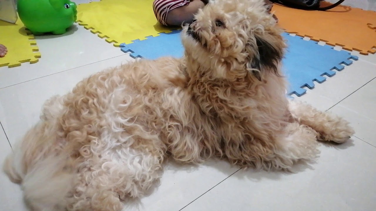 Super hangin hair ni buknoy - YouTube