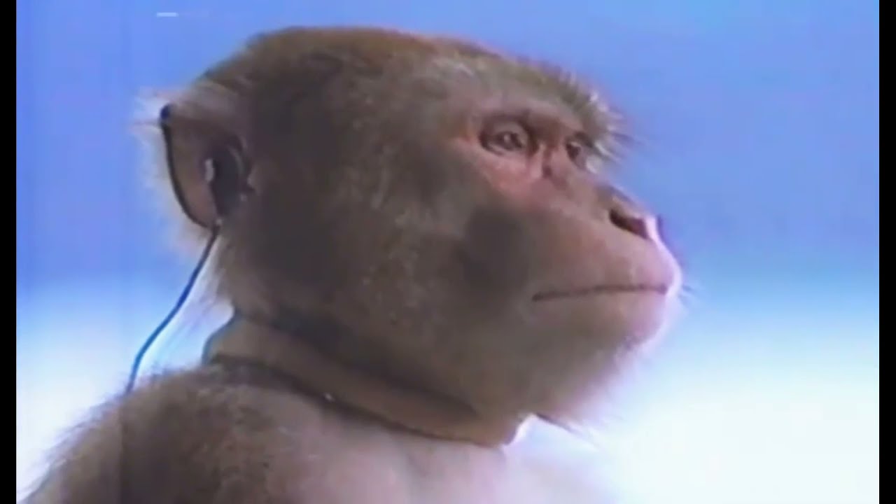 Gesi Bağları dinleyen maymun - YouTube