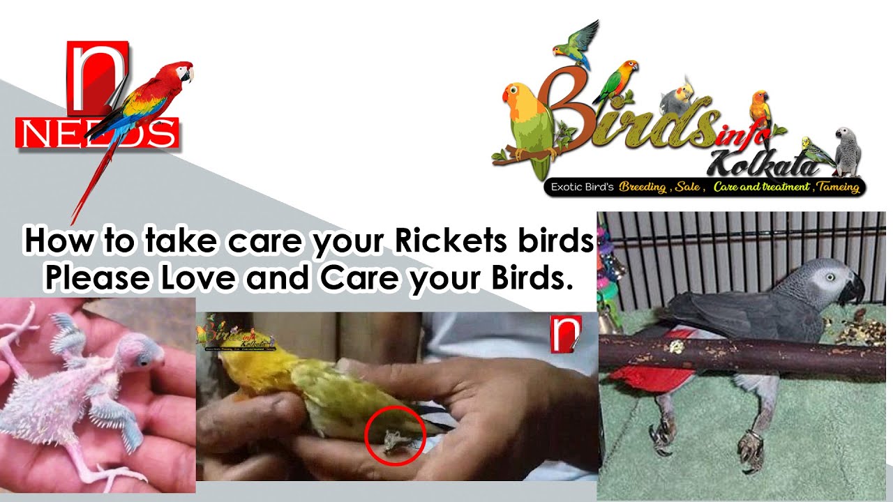 How to take care your Rickets birds - YouTube