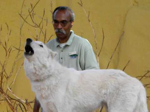 Wolf Howl at the San Diego Zoo - YouTube