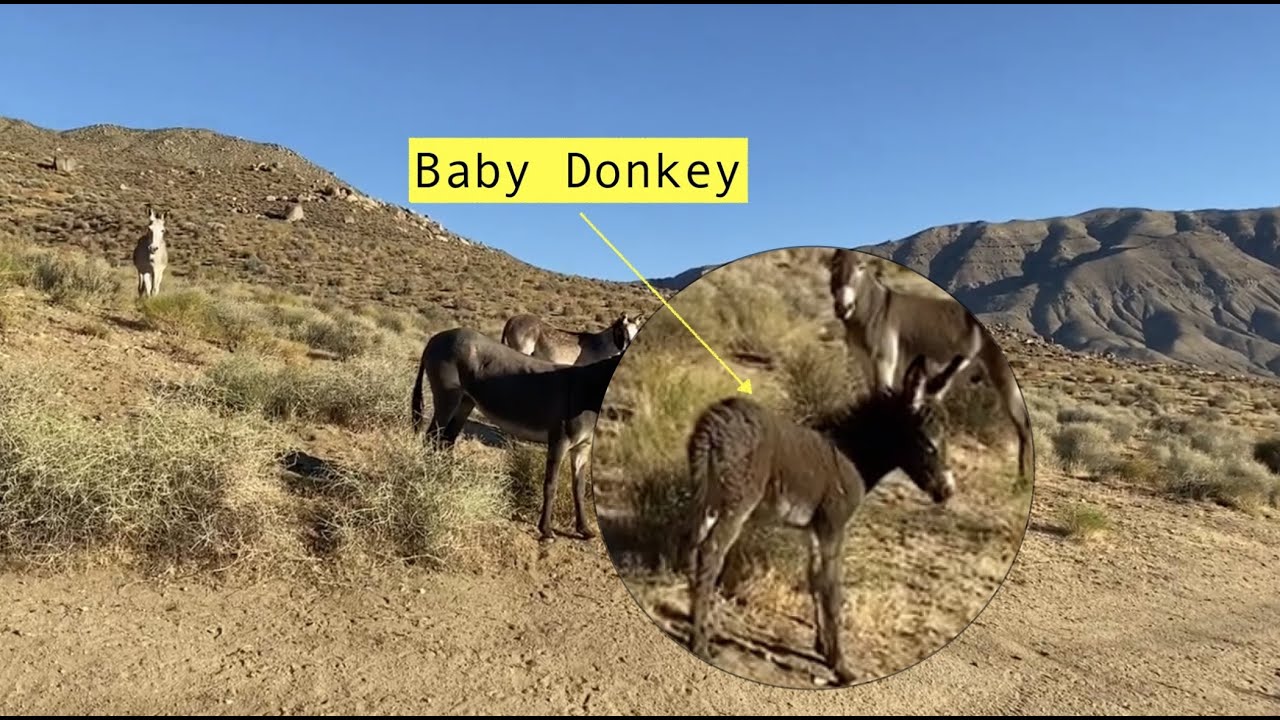 Baby Donkey at the Geologist Cabin, Death Valley - YouTube