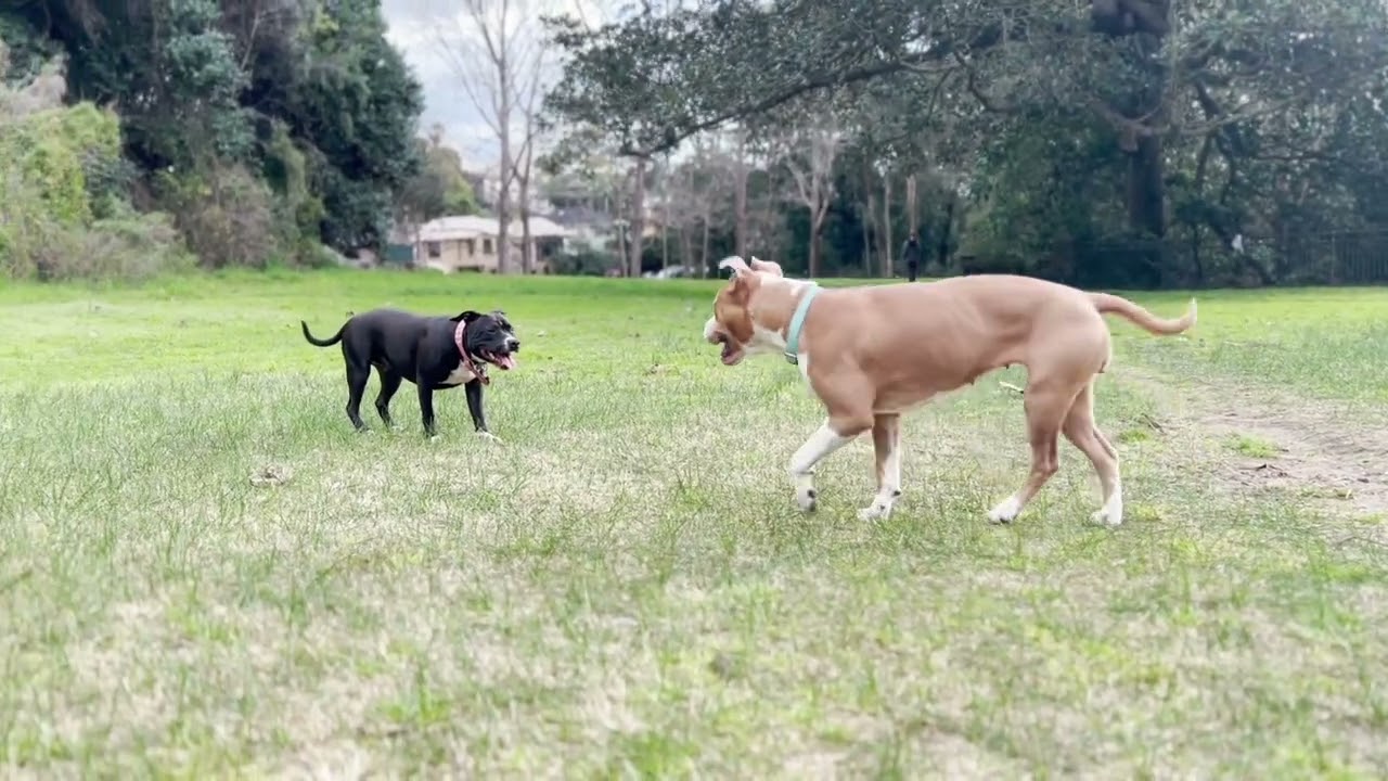 English Staffy vs American Staffy play fighting for dominance - YouTube
