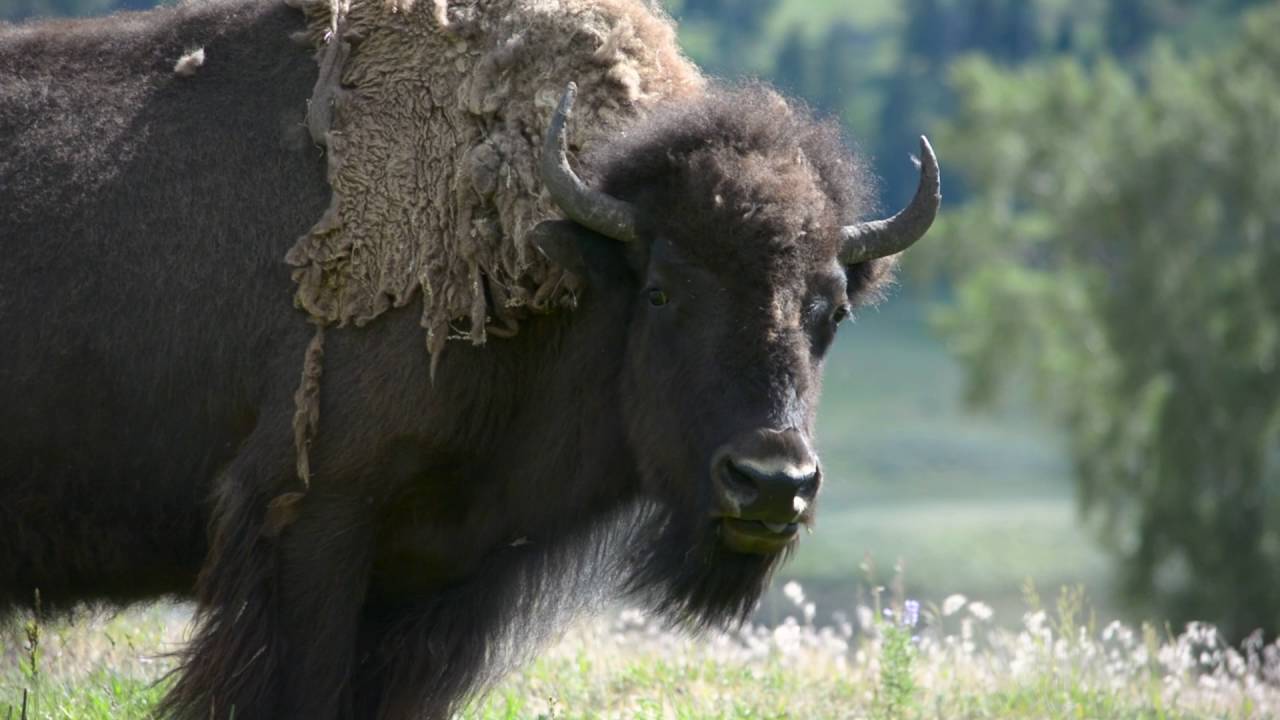 ACMNP promo - YouTube