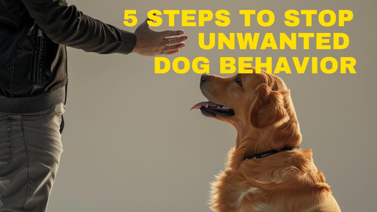 5 Dog Training Steps To Stop Any Unwanted Behavior - YouTube