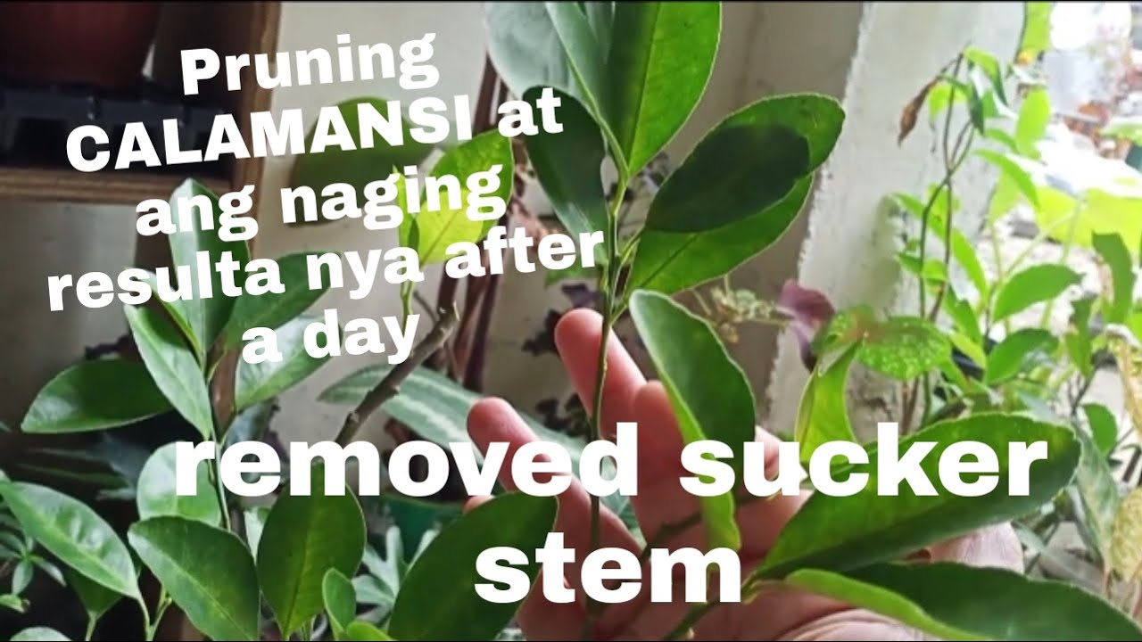 HOW TO PRUNE BONSAI CALAMANSI? REMOVED THE SUCKER STEM - YouTube