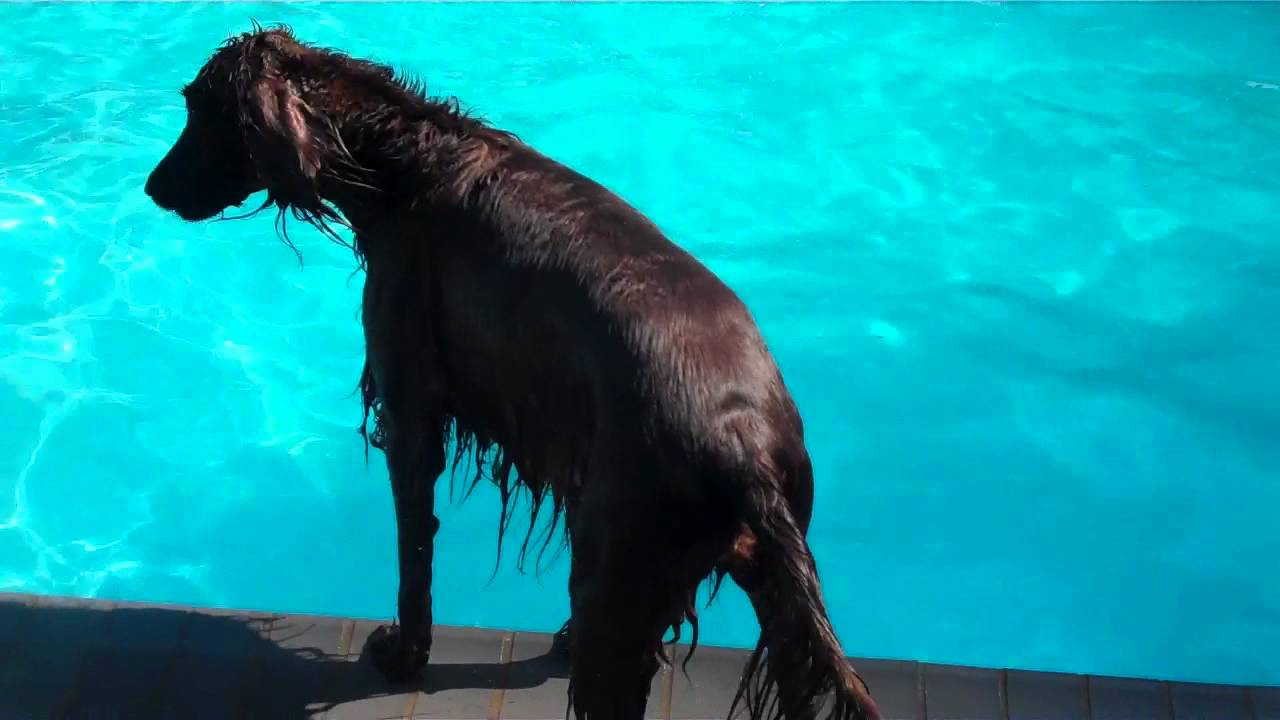 Swimming, Running & Jumping Around the Pool - YouTube