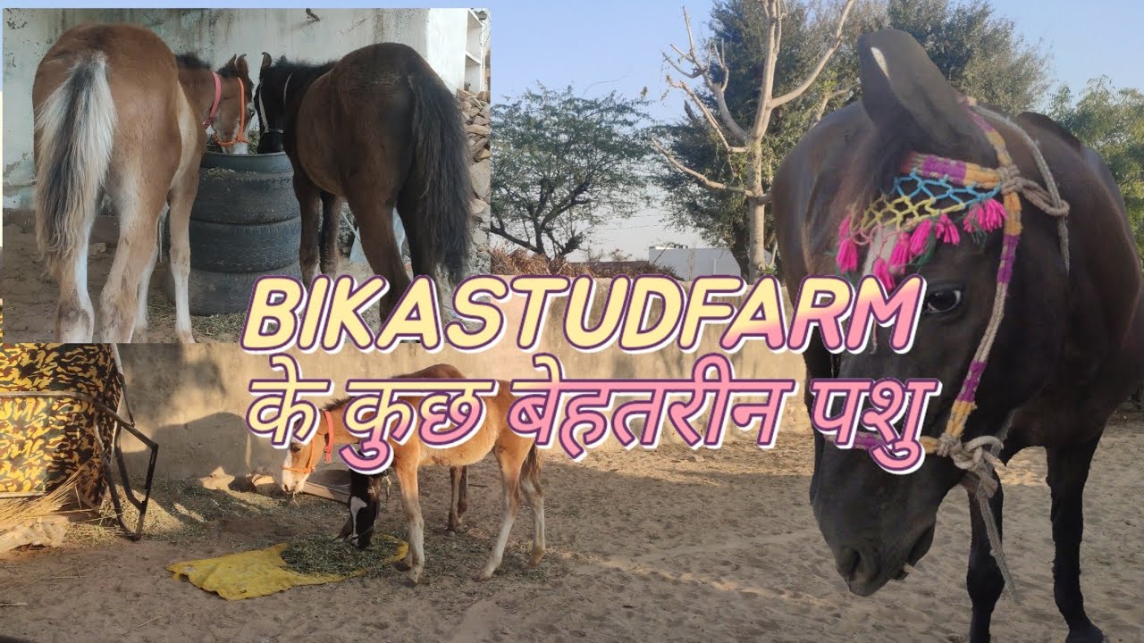 Bika stud farm के नये Guest #BIKASTUDFARM #ssbika - YouTube