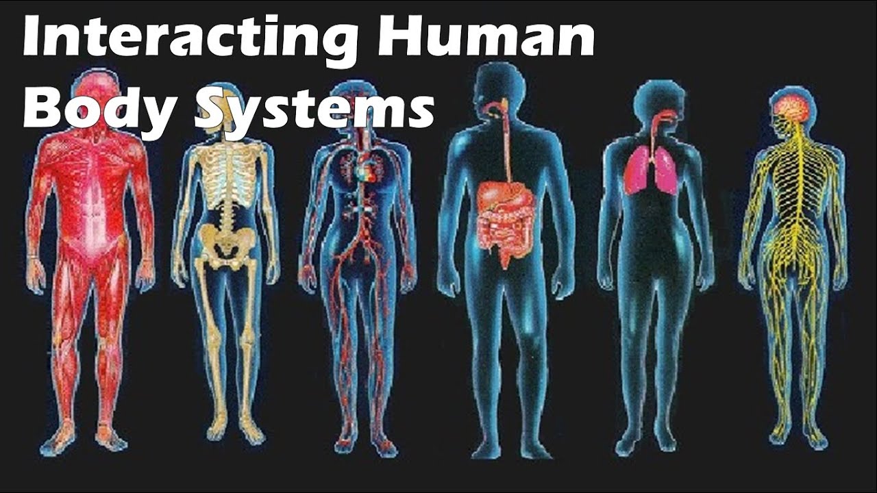 Interacting Human Body Systems YouTube interacting-human-body-systems-youtube
