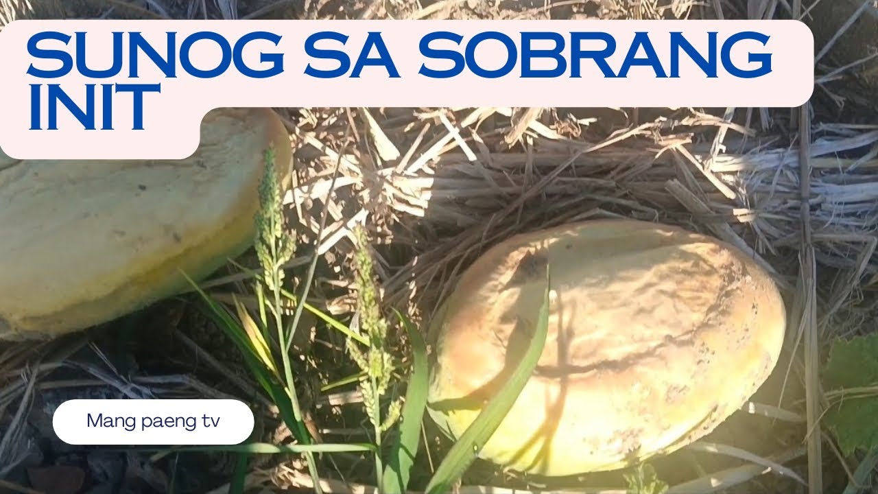 SA SOBRANG INIT SA PILIPINAS , NASUNOG ANG BUNGA NG PAKWAN 😭😭😭 #viral # ...