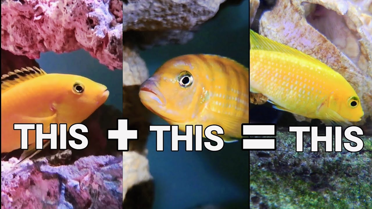 Yellow Lab X Kenyi Hybrid Fish | Malawi Mbuna African Cichlids - YouTube