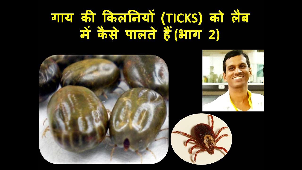 Tick rearing in laboratory ! - YouTube