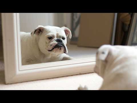 Dogs vs. Mirrors: Who’s That Pup? 😂 - YouTube