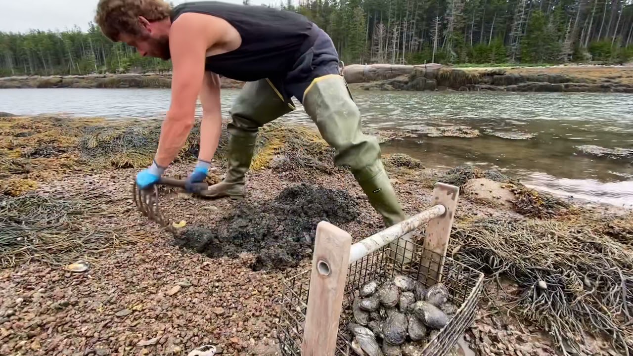 Scenic Clam Harvesting | Coast of Maine | ASMR - YouTube