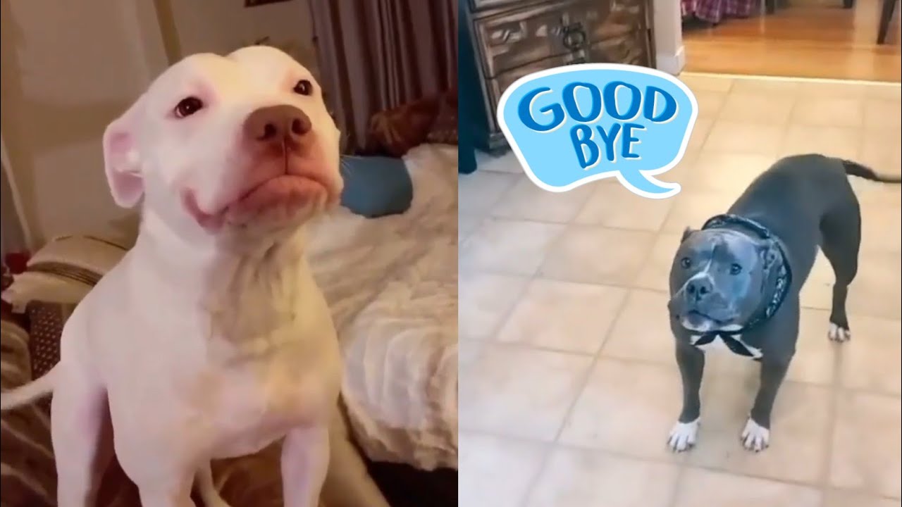 Funny and cute pitbull compilation|Pitbull compilation funny - YouTube