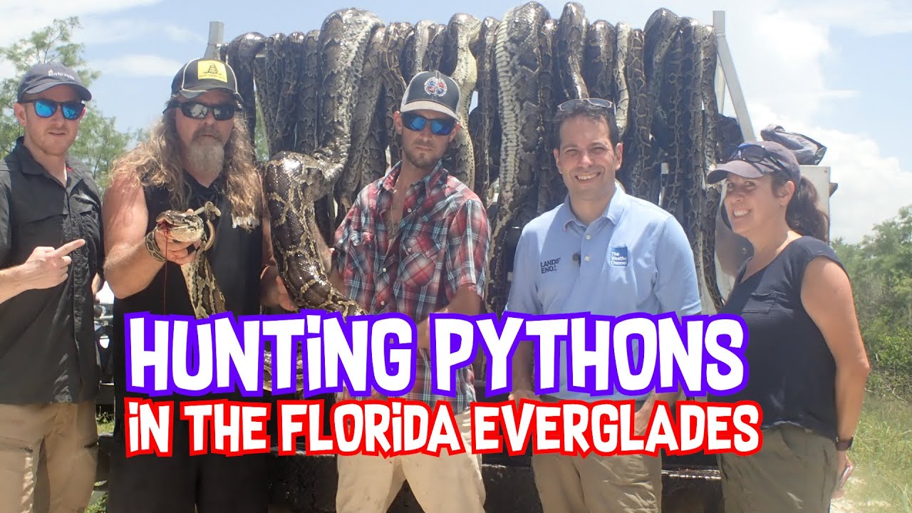 Hunting Pythons in The Everglades - YouTube