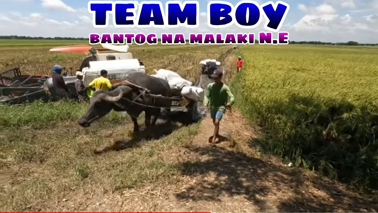 EP, 1000. Team boy ng batog na malaki licab nueva ecija - YouTube