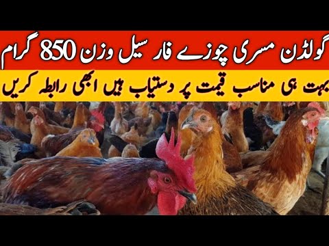 Golden Misri Chicken For Sale | Golden Misri Farming in Pakistan ...