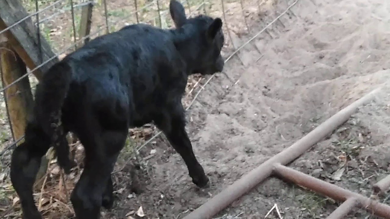 Trying to Save a Baby 🐄 Cow, weak won't stand - YouTube