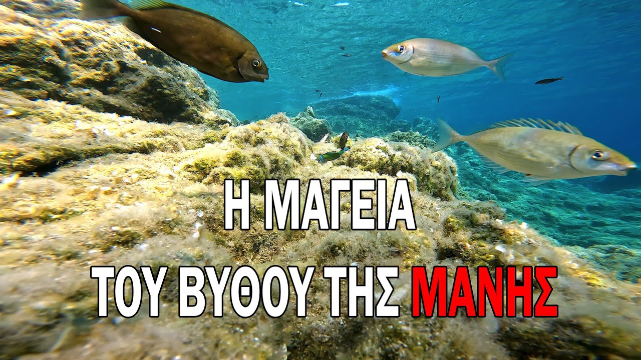 Ψάρια της Θάλασσας στη Μάνη - Σαργοί, Σμέρνα, Σκάροι. Υποβρύχιο βίντεο ...