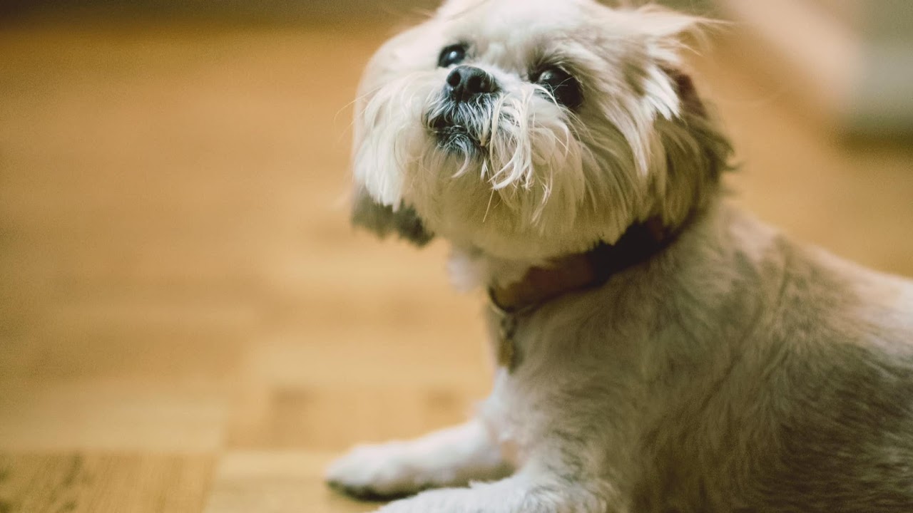 Spadez Live Stream - YouTube