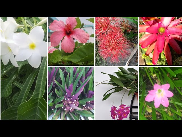 Philippine Flowers Pictures And Names Hibiscus Wikipedia