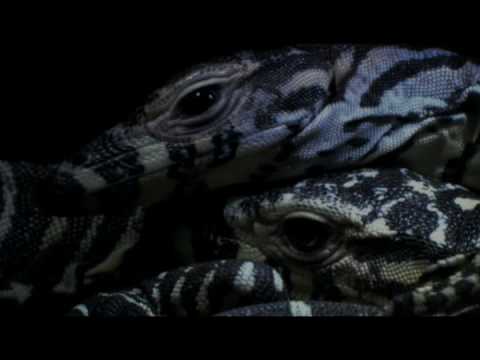 The Lace Monitor - YouTube