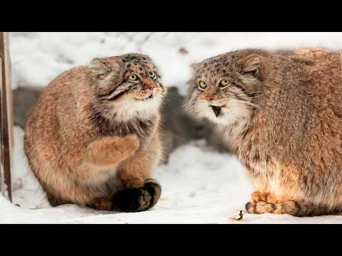 George the Pallas's cat is trying to ask the beautiful Mia out! @manulization #manul