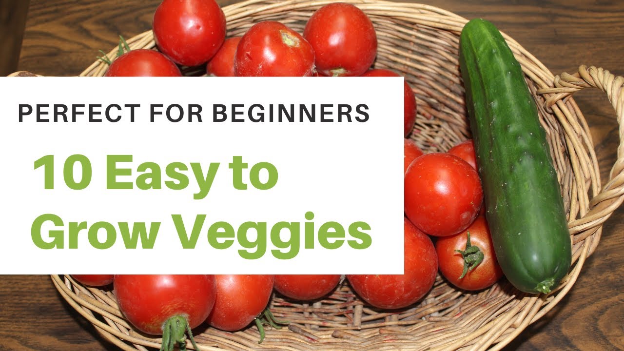 10 Easy to grow vegetables for beginner gardeners - YouTube