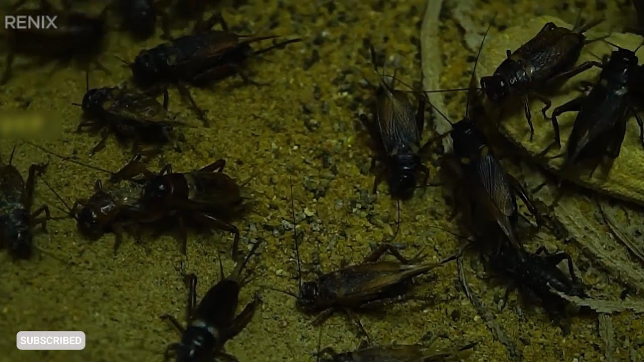 The Surprising Benefits of Large Scale Cricket Farming Unlocking ...