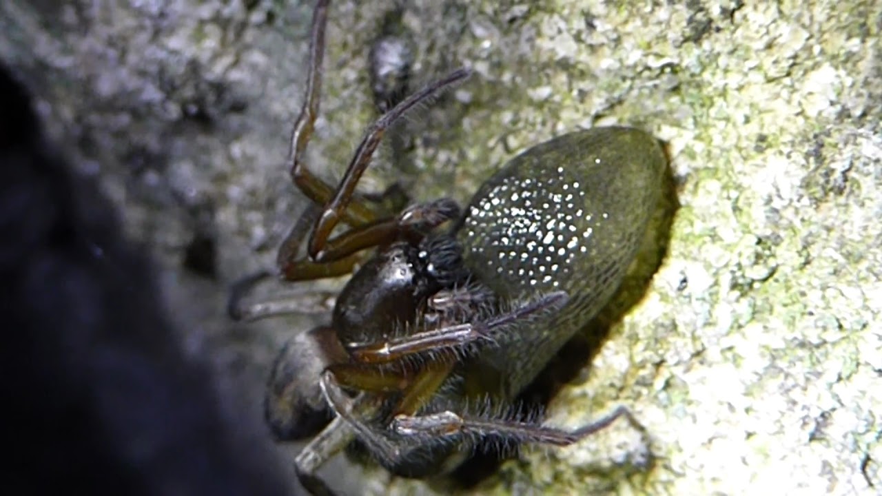 A spider slug sucking. - YouTube