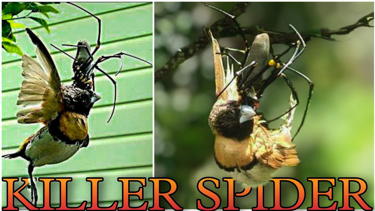 KILLERS SPIDER DOCUMENTARY | part 1 #animals - YouTube