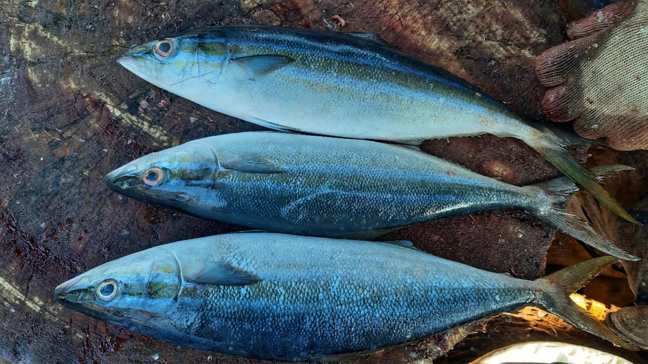 POONGULAL MEEN 🔥|RAINBOW RUNNER FISH |FISHES CUTTING SKILLS |CUTTING VIDEO #fishcutting - YouTube
