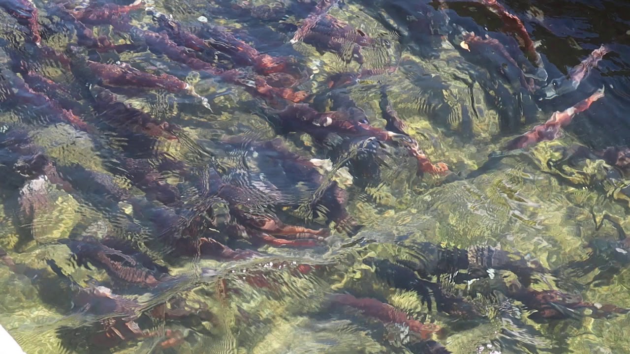 Colorado Kokanee Salmon Spawn 2019 - YouTube