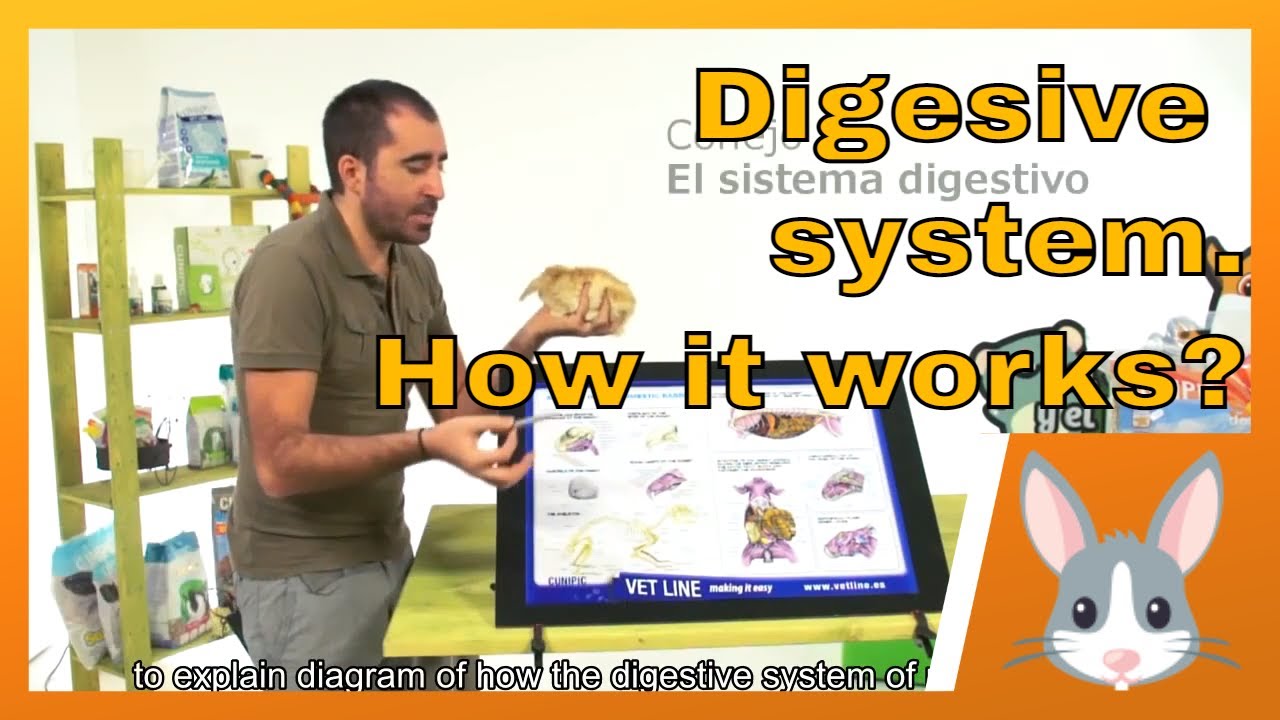 🐰 RABBITS: Digestive system of rabbits. How it works? - YouTube