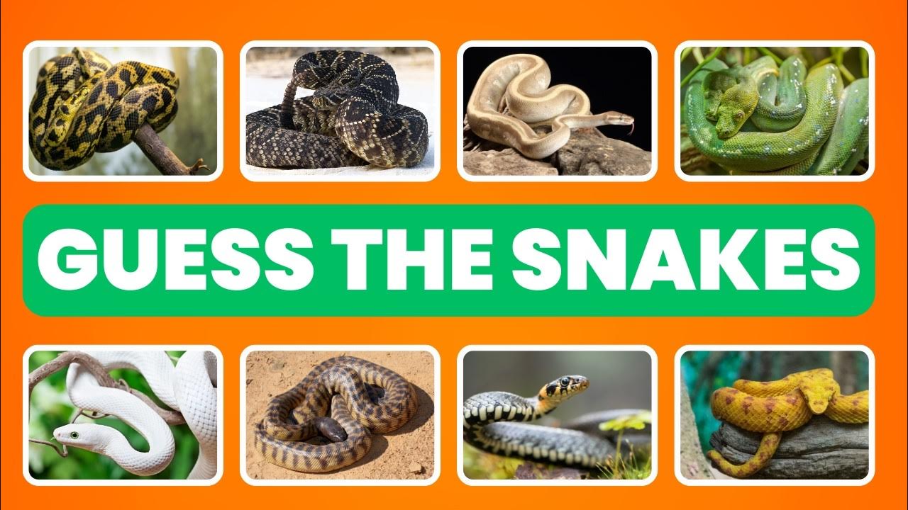 Guess the Snake: Reptile Quiz Challenge - YouTube